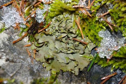 Lichens du Retord dans la neige - [Société des Naturalistes et ...